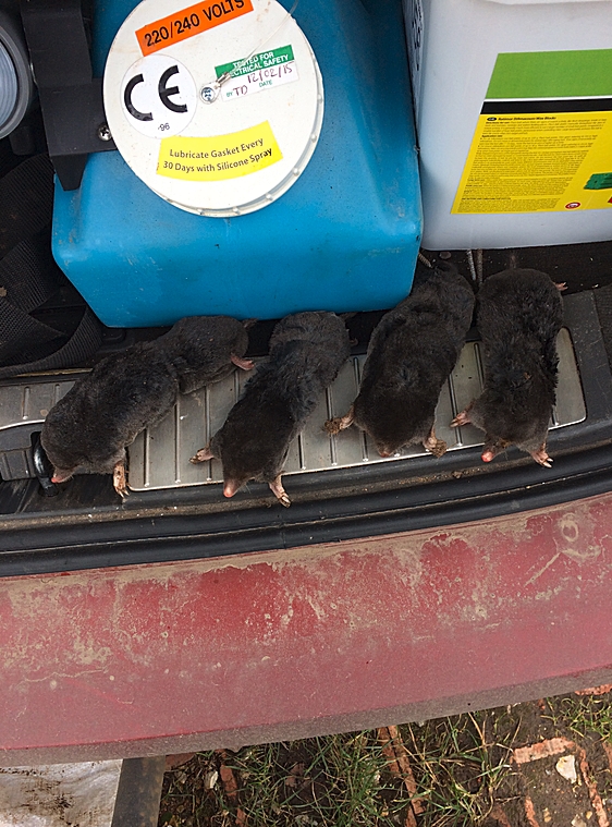 Pest Gallery - Pestinator LTD - Pest Control service