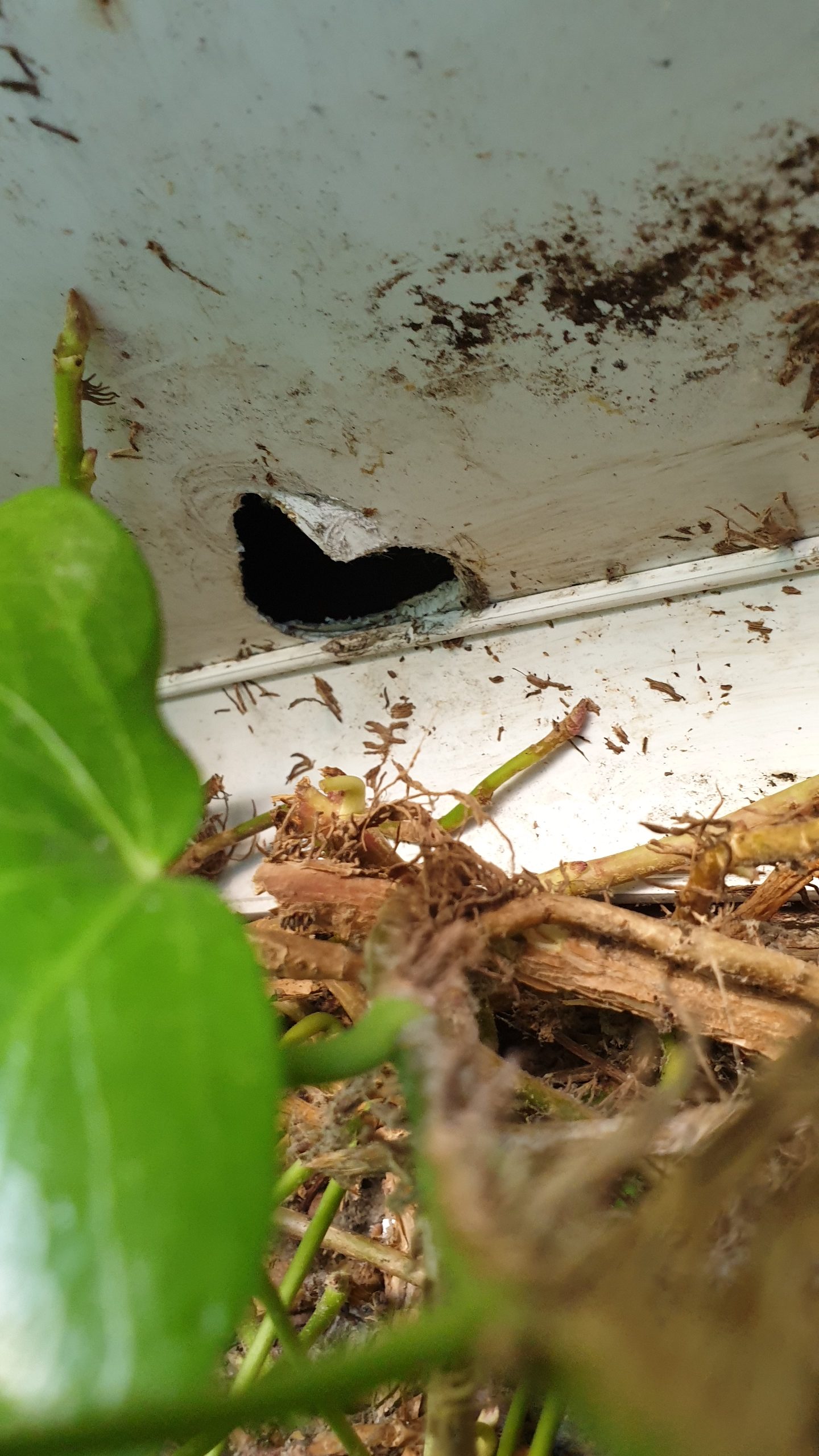 Rodent Ingress - Rodent Pest Control in Lincolnshire